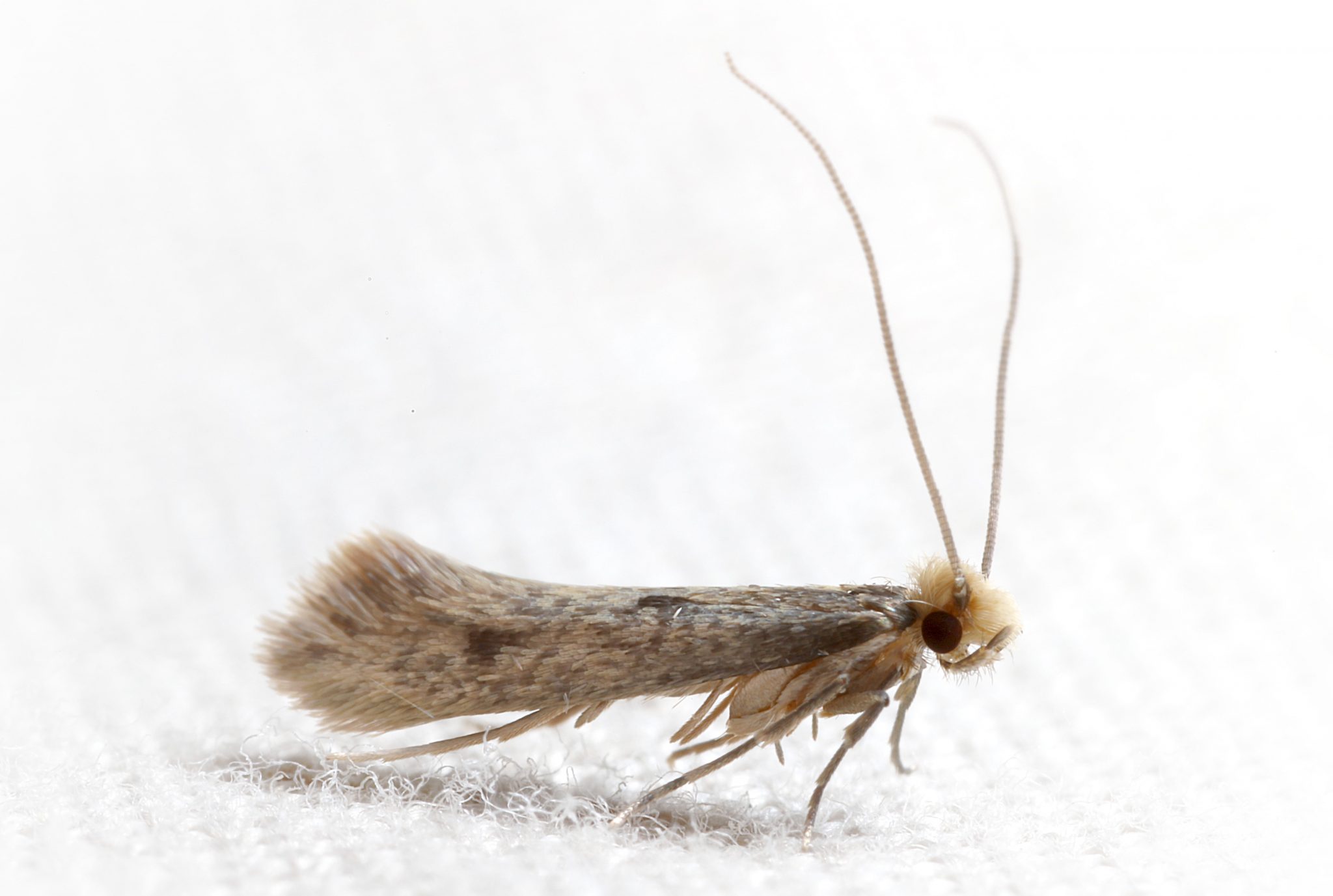 Case-bearing Clothes Moth Bullet Lure - Historyonics