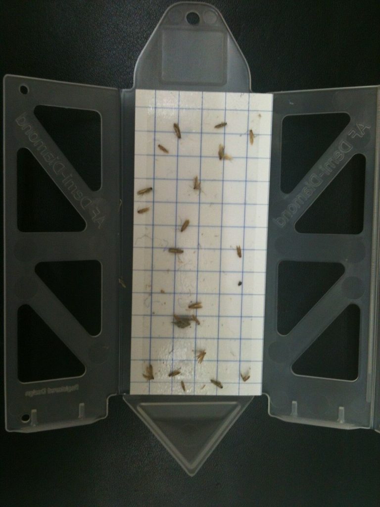 Demi-Diamond Trap - Historyonics