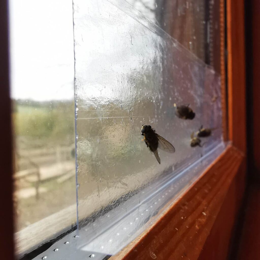 Window Fly Trap - Historyonics