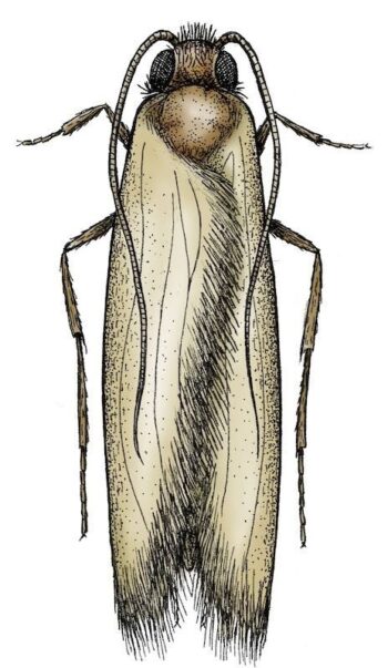 Insect Damage - Historyonics